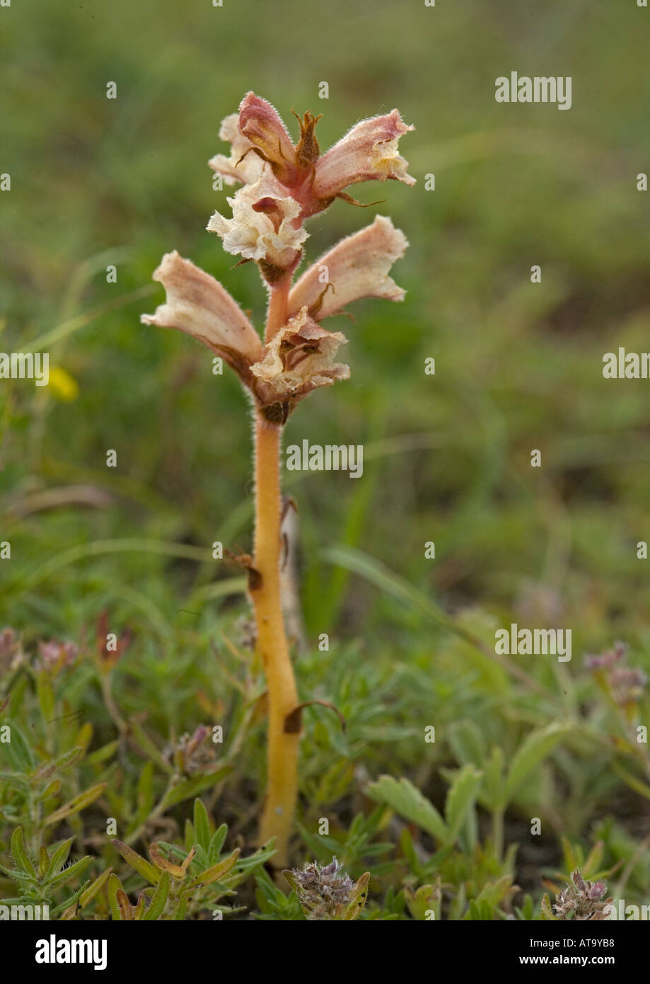 Thyme broomrape orobanche alba hi-res stock photography and images - Alamy