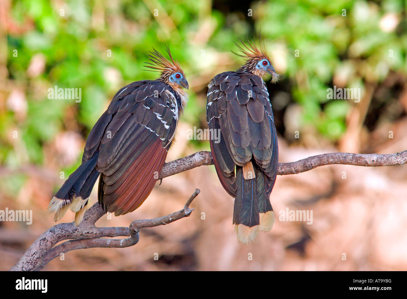 Young Hoatzin