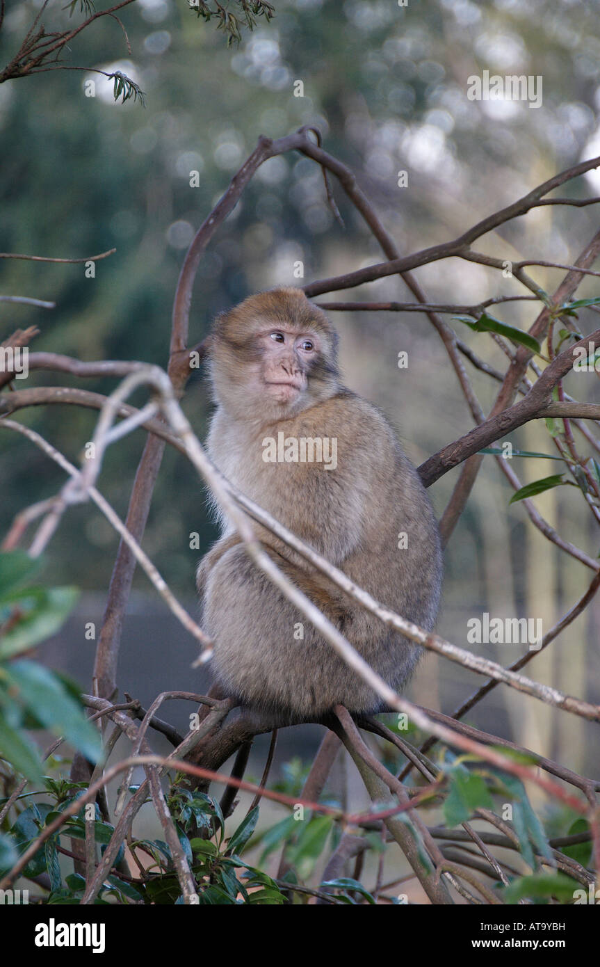 Barbary Macaque Monkey Stock Photo - Alamy