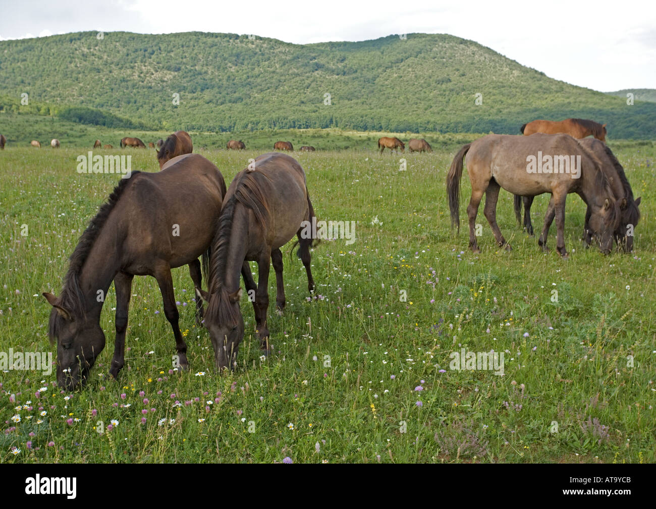 Grazing herd hucul hi-res stock photography and images - Alamy