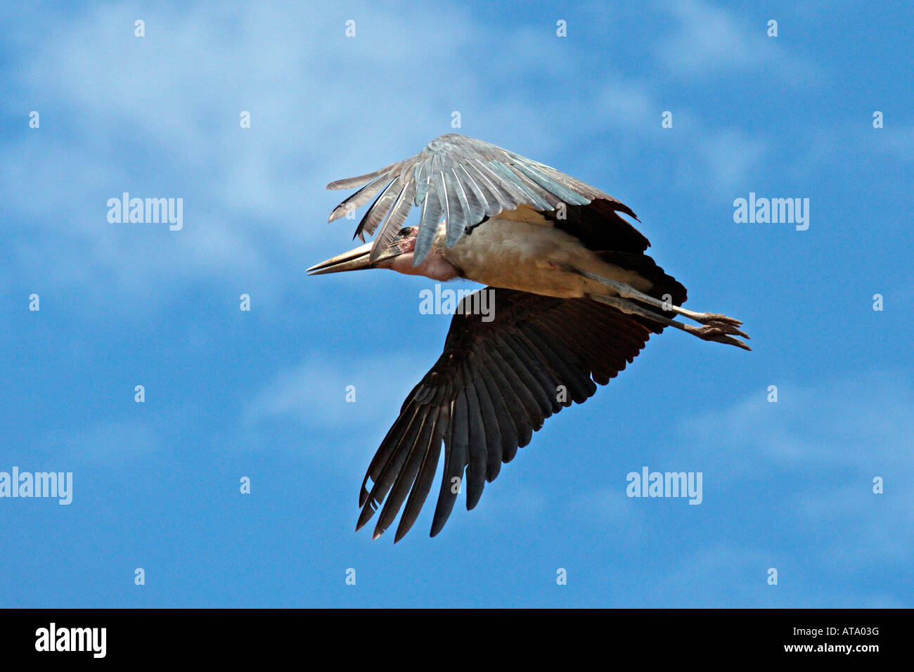 Malibu stork hi-res stock photography and images - Alamy