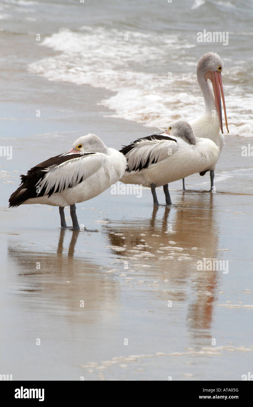 Australian pelicans at Hervey Bay, Australia Stock Photo - Alamy