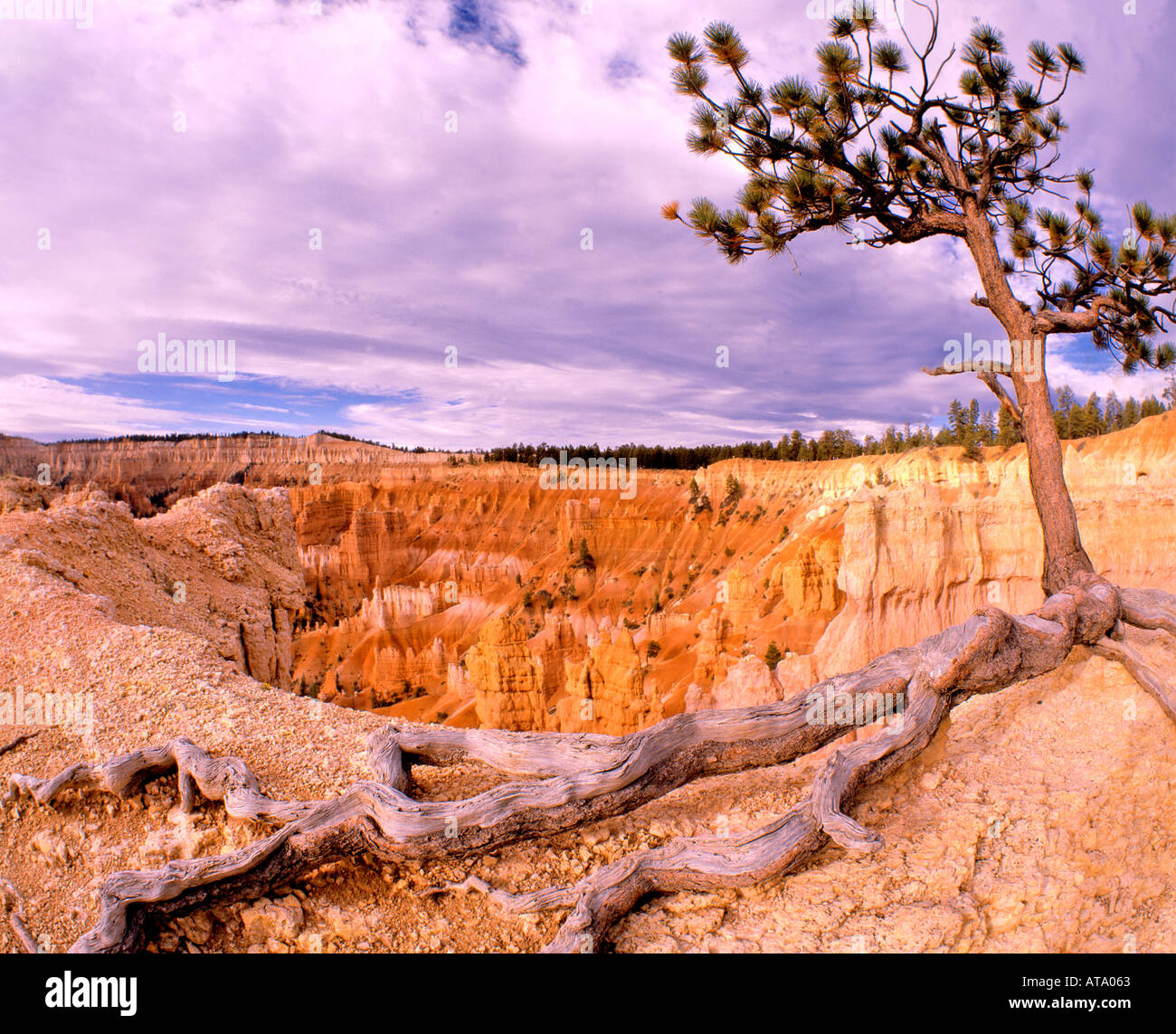 USA Southwest Utah Bryce Canyon National park tree with air root Stock ...