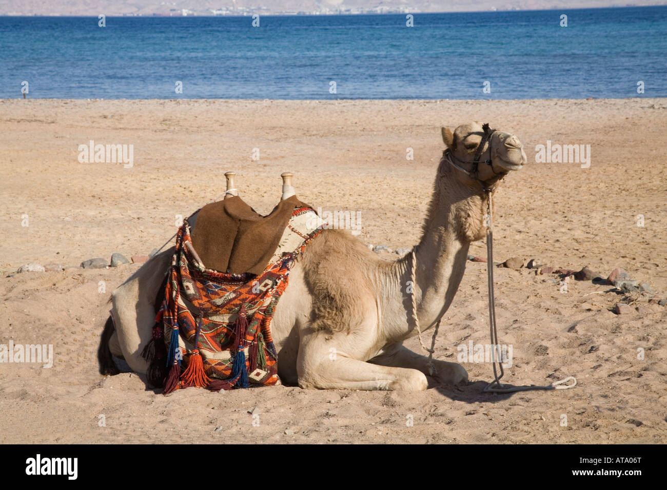 Camel sitting hi-res stock photography and images - Alamy