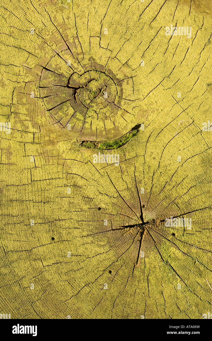 Felled tree trunk Stock Photo - Alamy