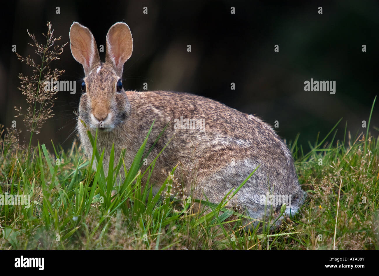 Cottontail rabbit genus sylvilagus hi-res stock photography and images ...