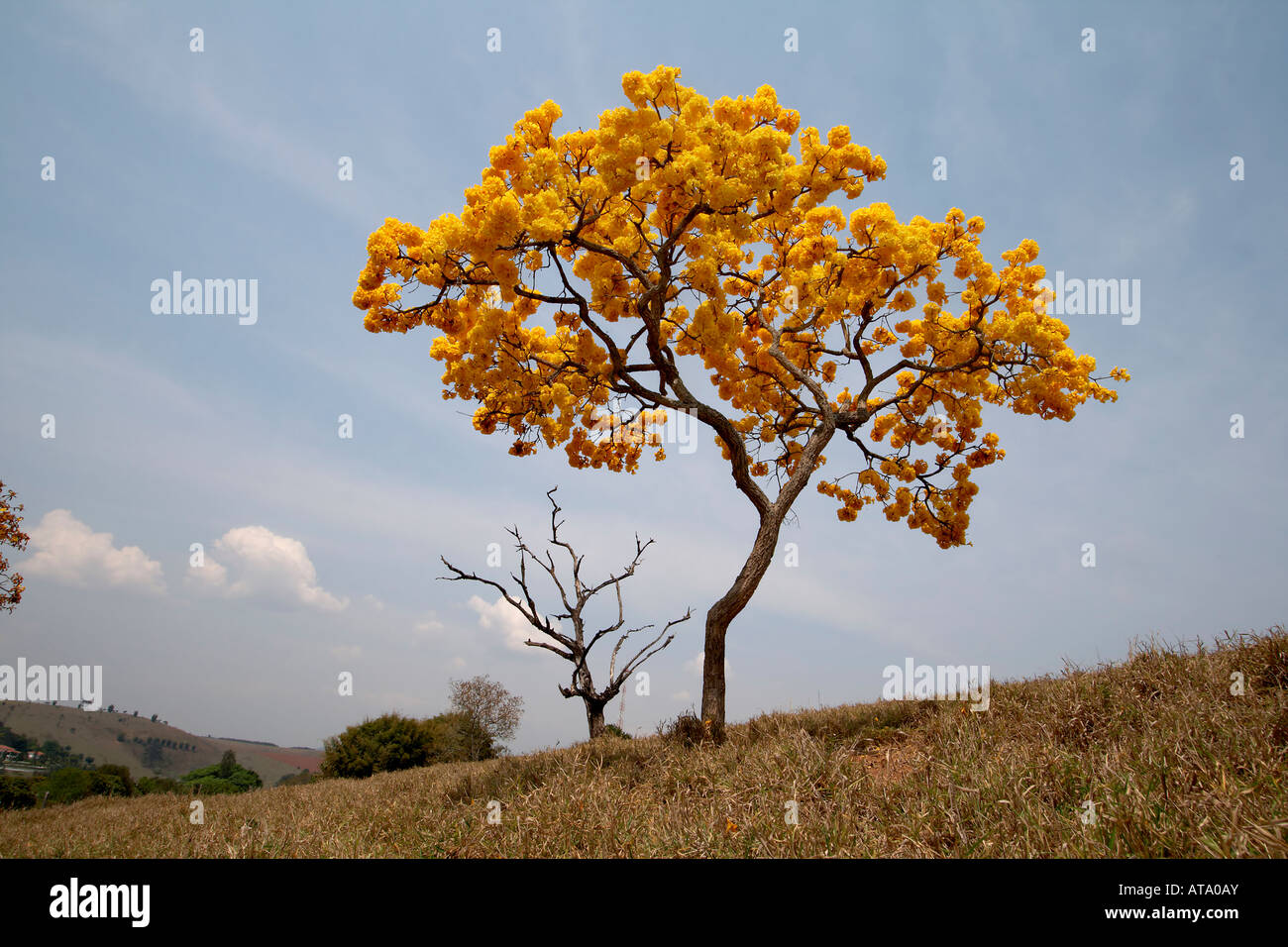 beaultiful Brazilian flowery tree, called Ipê Amarelo Stock Photo - Alamy