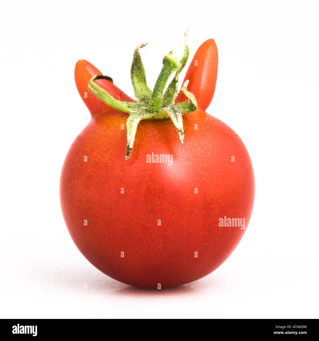 Real photo of tomato with horns Stock Photo - Alamy