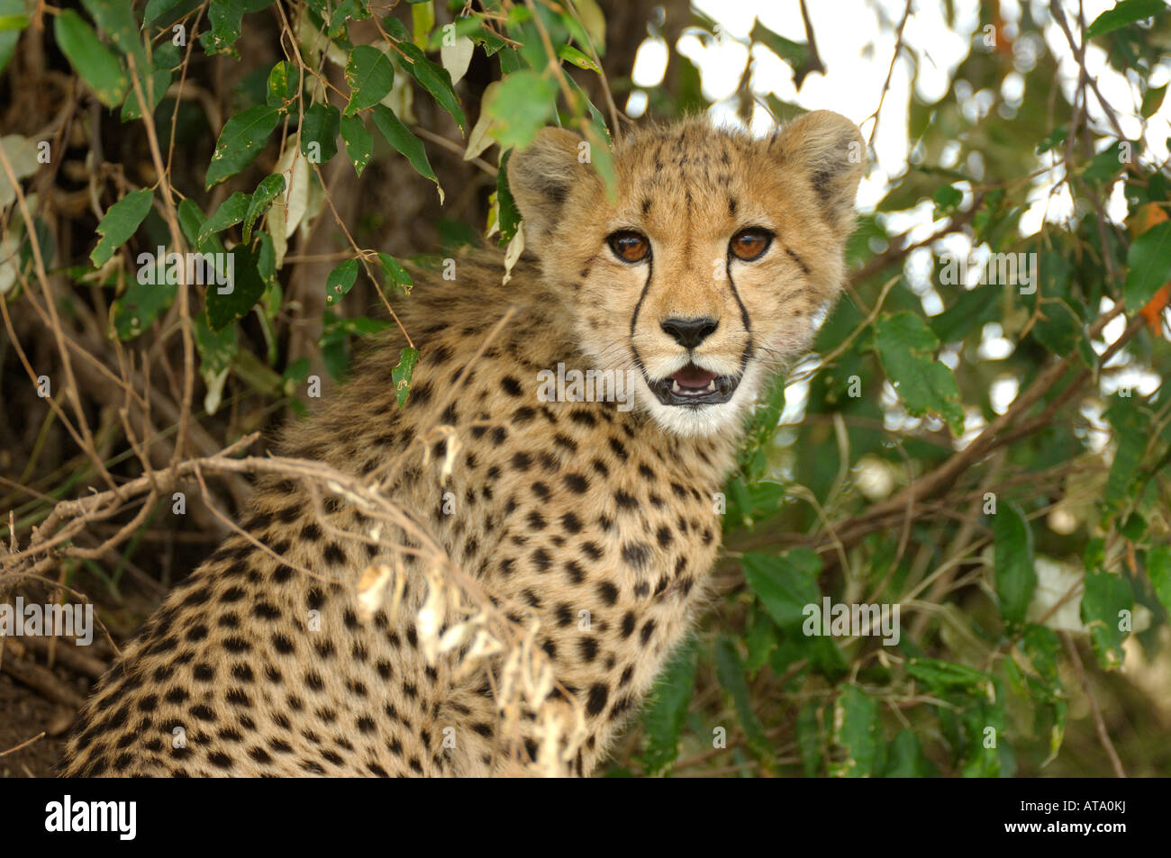 Cheetah cubs,a Cheetah cub under a bush, Masai Mara, Kenya Stock Photo - Alamy