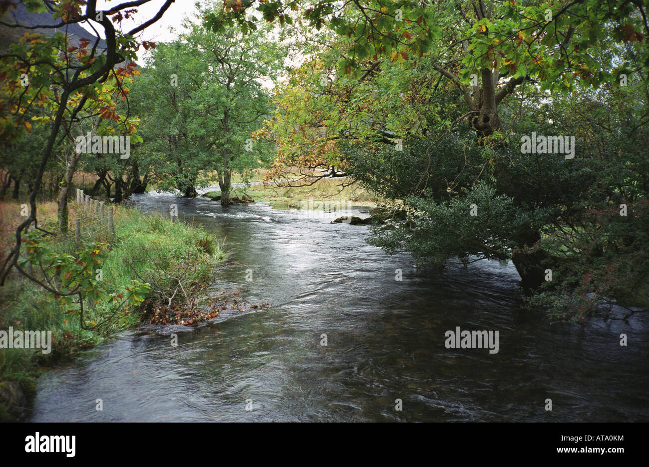Lake District river in full spate with Dipper Stock Photo - Alamy