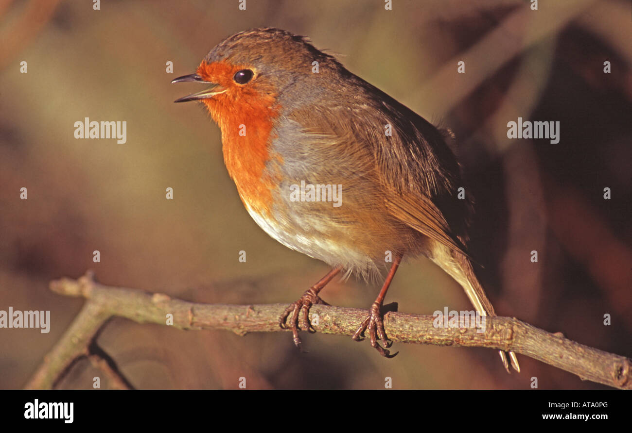 Close up of a robin Stock Photo - Alamy