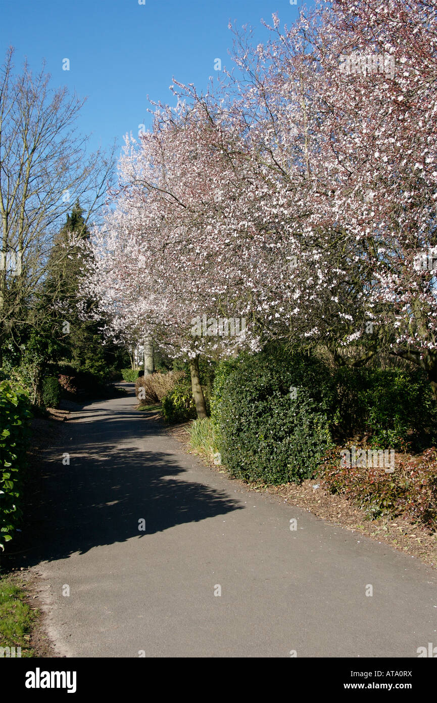 Flowering Winter Cherry Trees in Spring Walk Reigate Surrey Stock Photo ...