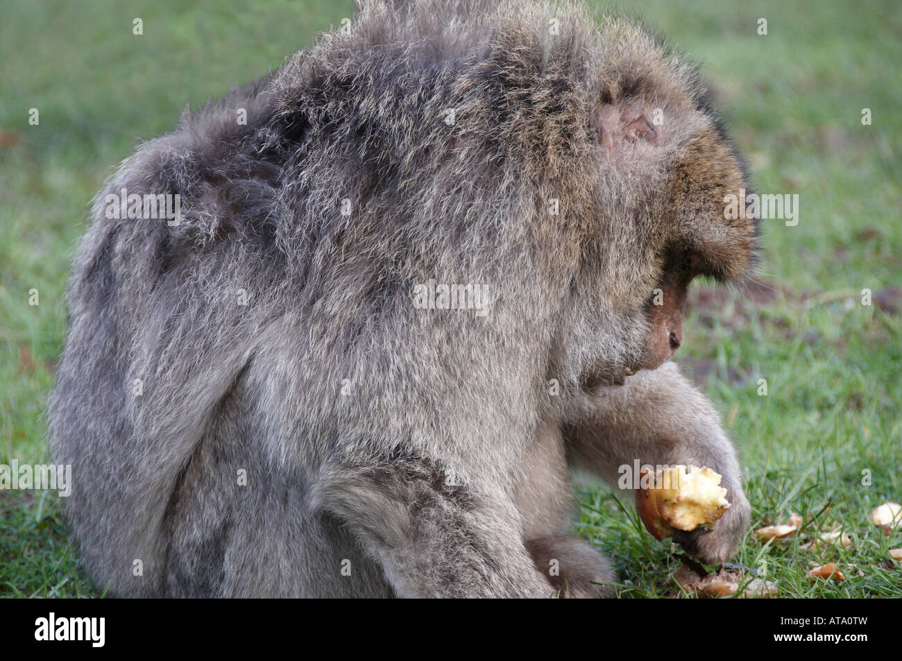 Barbary Macaque Monkey Stock Photo - Alamy