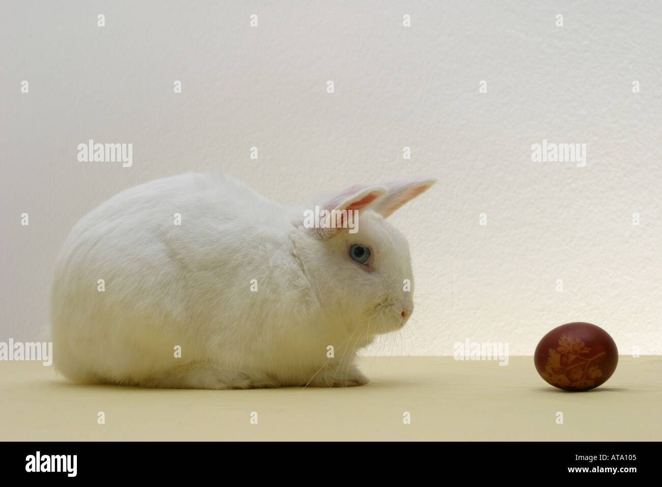 Easter bunny ears red hi-res stock photography and images - Alamy