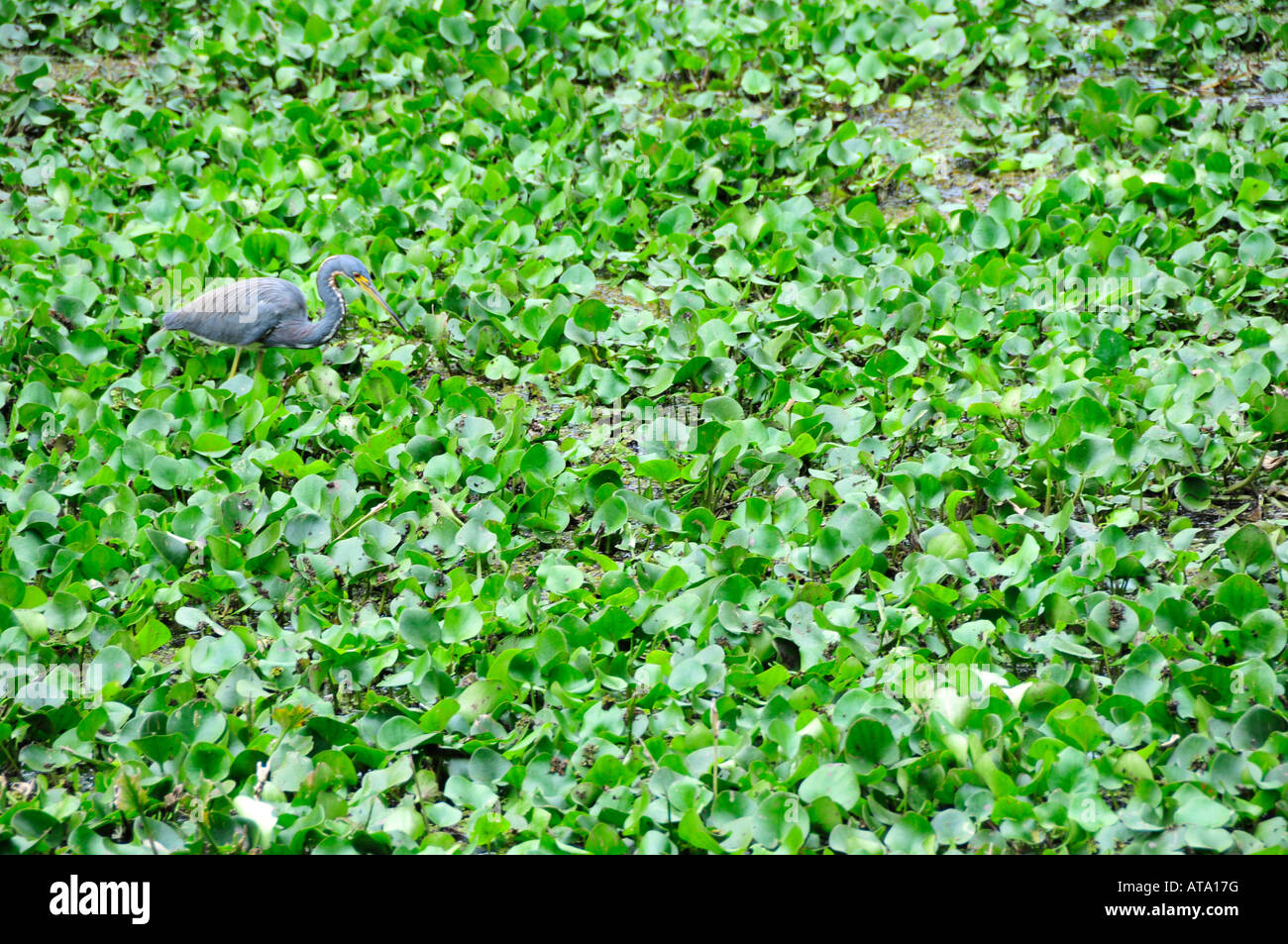 Corckscrew Swamp Sanctuary Naples Florida Lettuce Lake is feeding ...