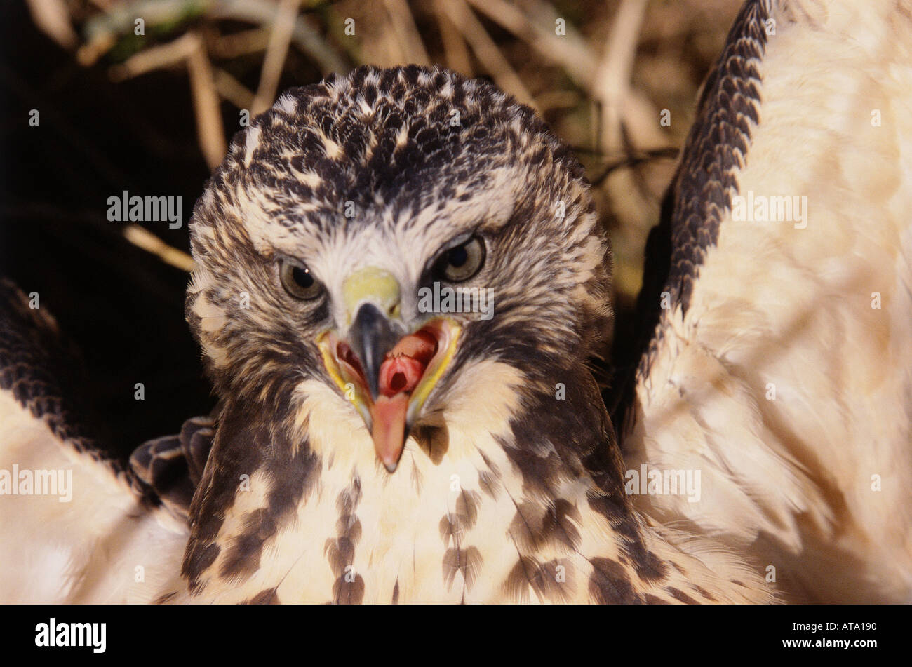 Horizontal A Red Tailed Hawk defending his territory. Birds of North ...