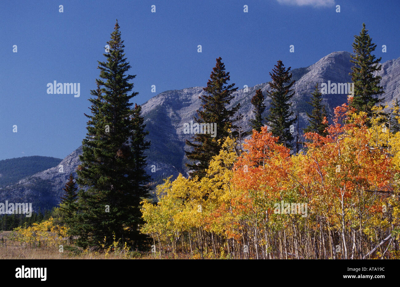 Horizontal Fall colours in the Canadian rockies Stock Photo - Alamy