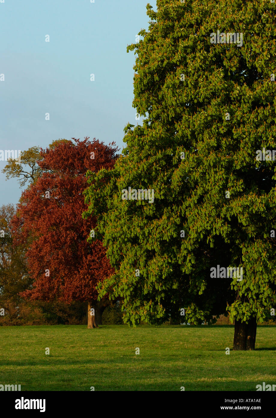 Trees near Chilton Foliat Berkshire Stock Photo - Alamy
