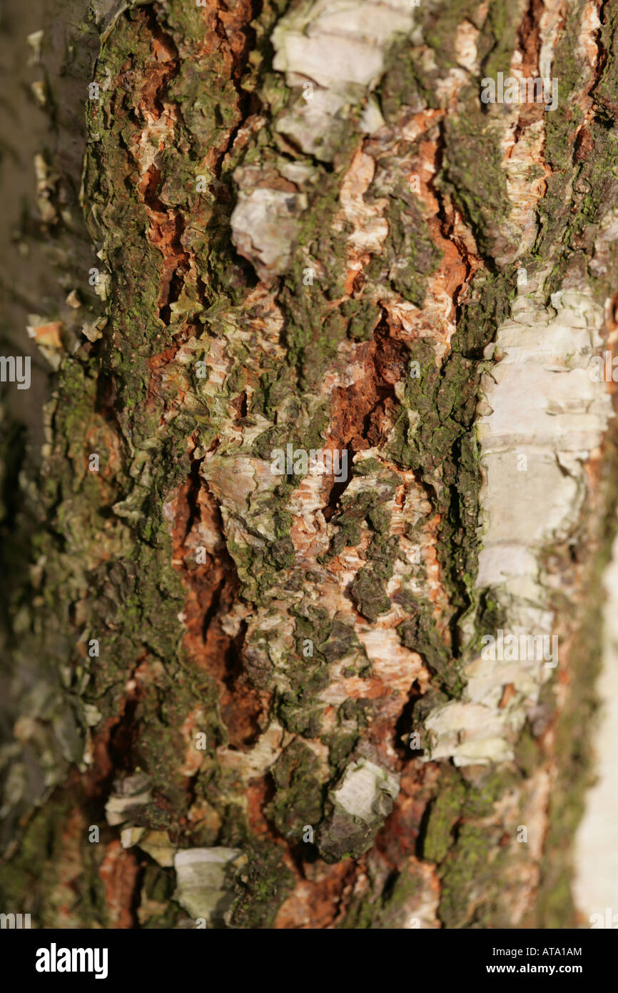 The bark of a Silver Birch Tree Betula pendula in a Cheshire garden in ...