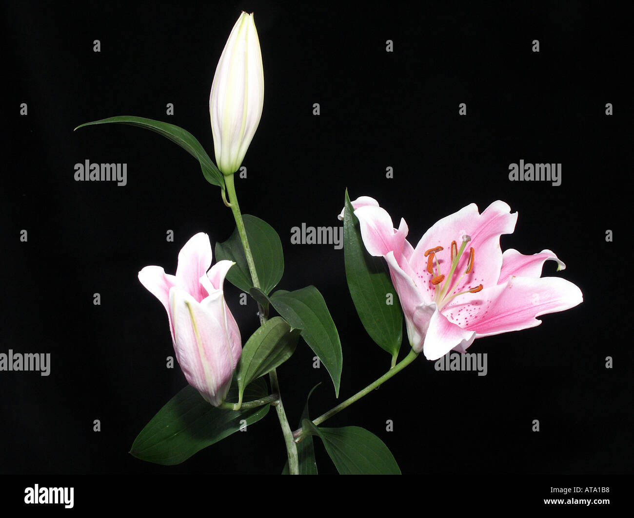 Three Lilies in Studio Stock Photo - Alamy