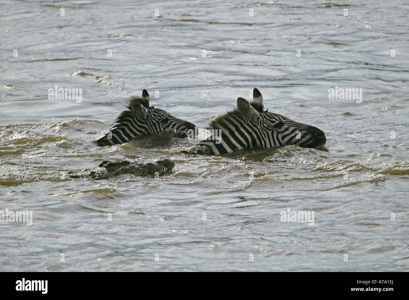 Nile crocodile (Crocodylus niloticus) attacking zebra (Equus quagga ...
