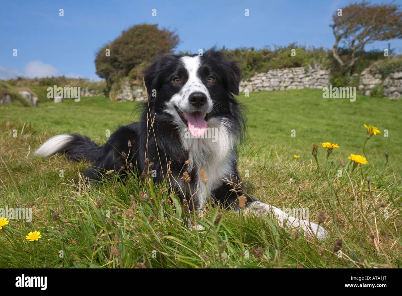 Cornwall cute hi-res stock photography and images - Alamy