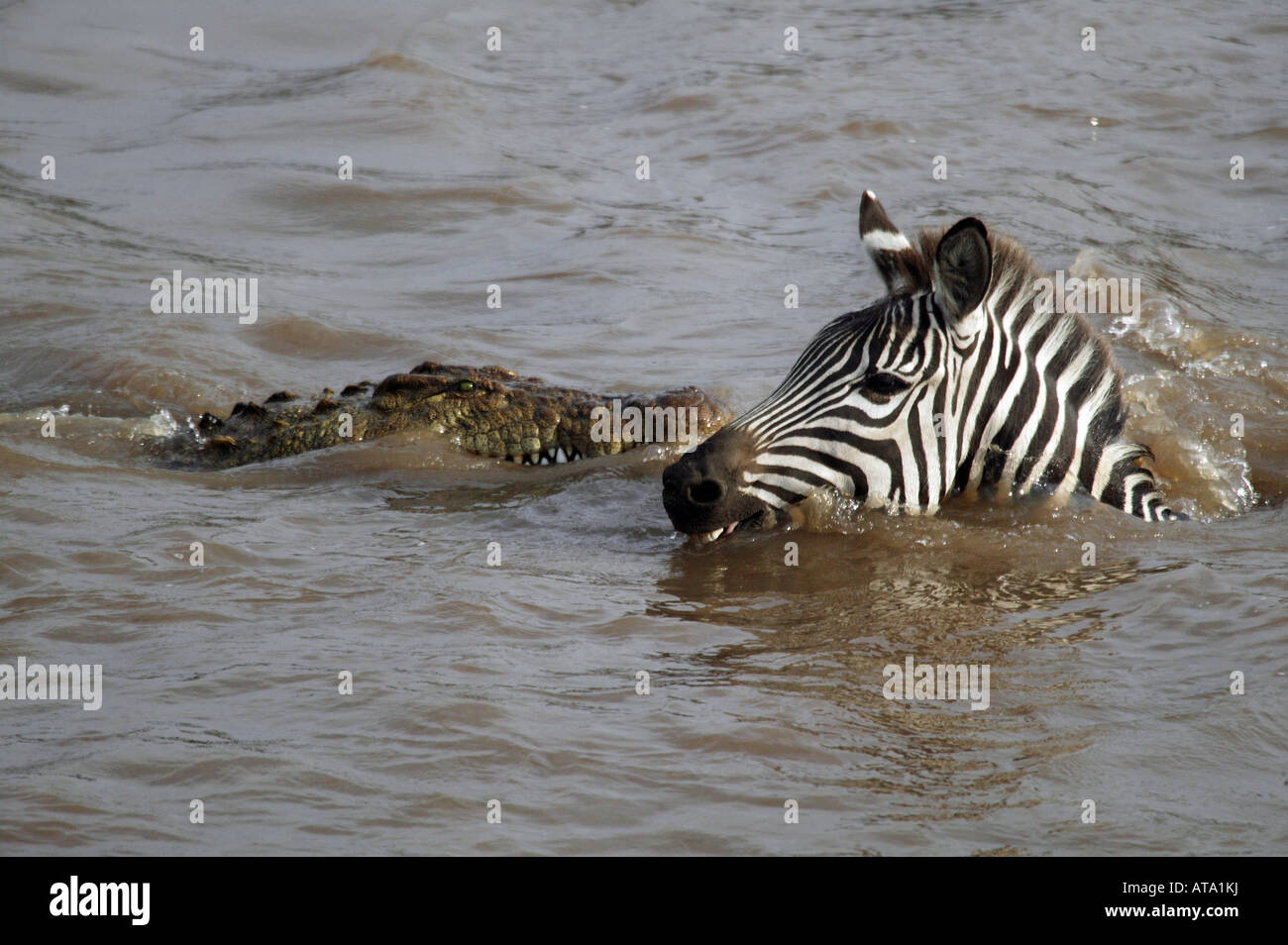 Mara river crossing zebra crocodile hi-res stock photography and images ...