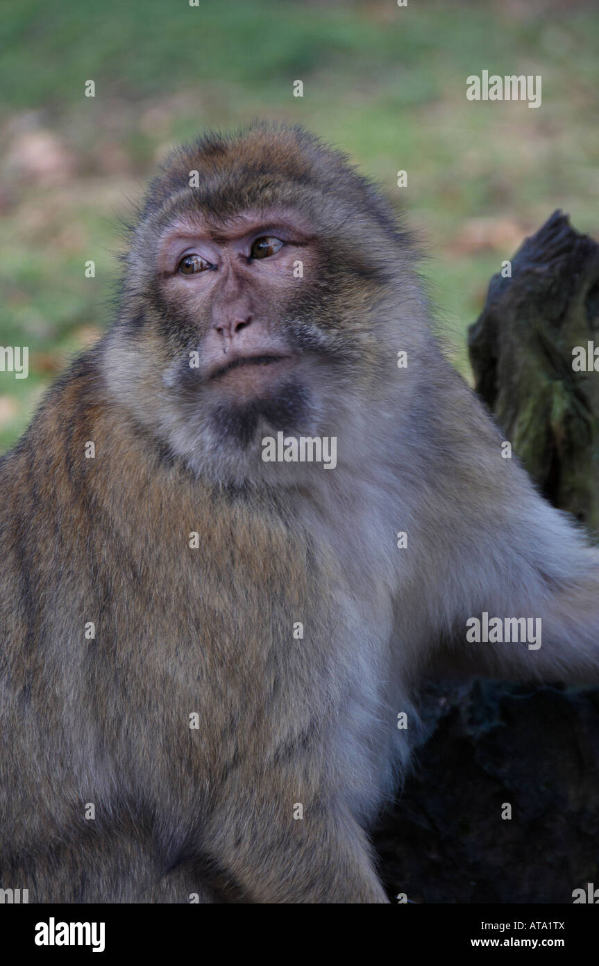 Barbary Macaque Monkey Stock Photo - Alamy