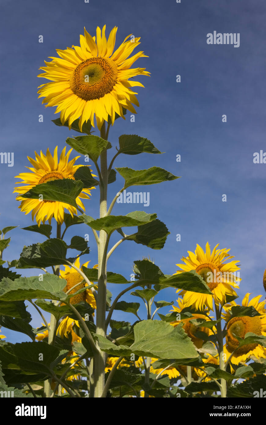 Tall sunflowers hi-res stock photography and images - Alamy