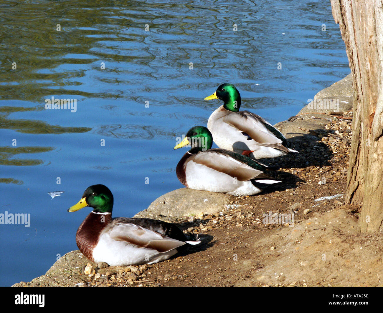 Bank three ducks hi-res stock photography and images - Alamy