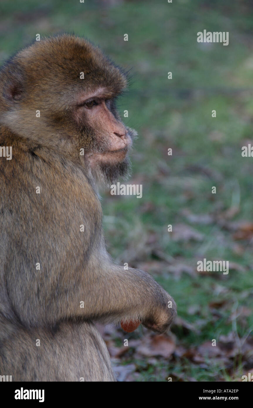 Barbary Macaque Monkey Stock Photo - Alamy