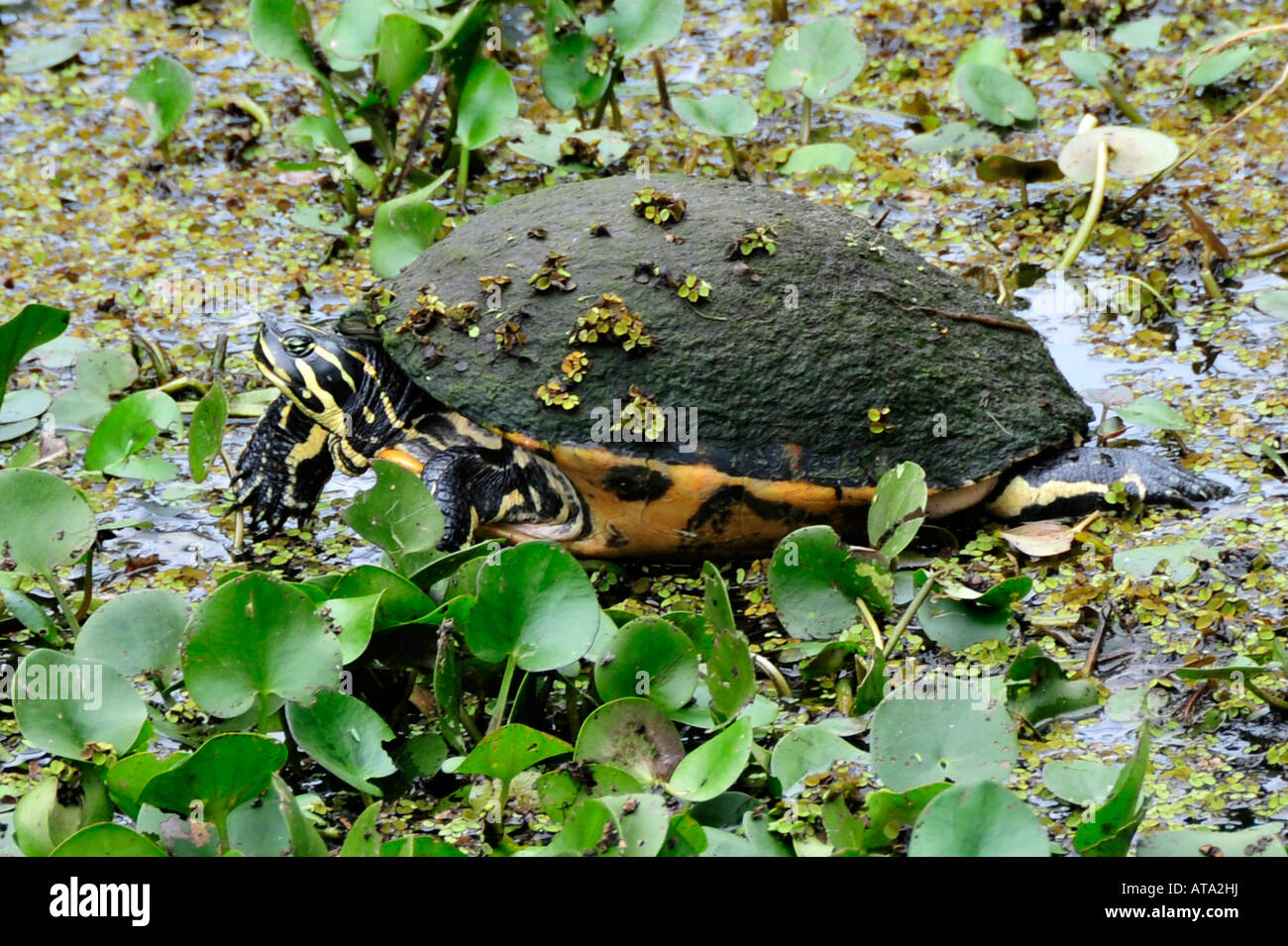 Turtle conservation florida hi-res stock photography and images - Alamy