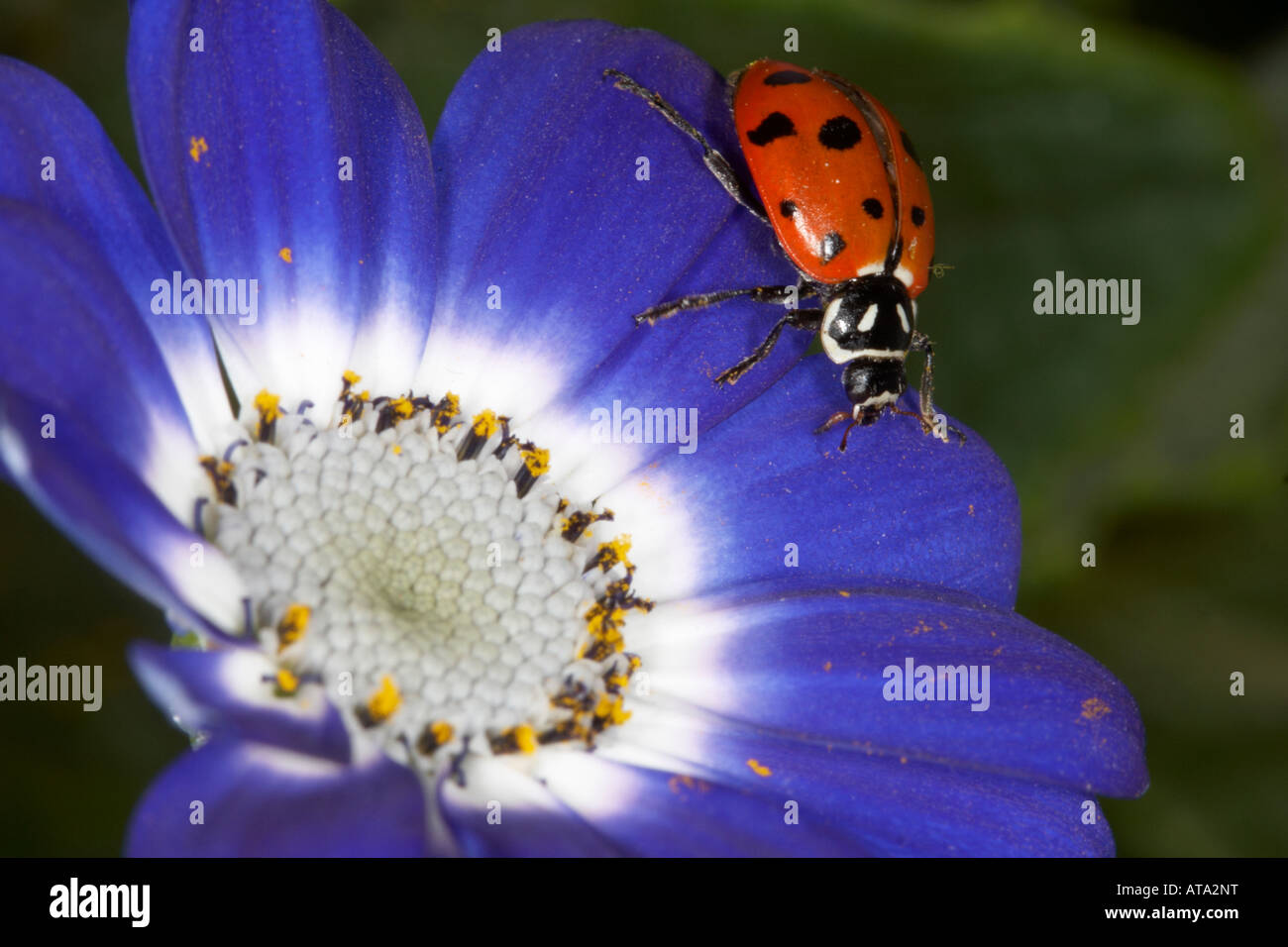 lady-bug beetle insect over a flower Stock Photo - Alamy