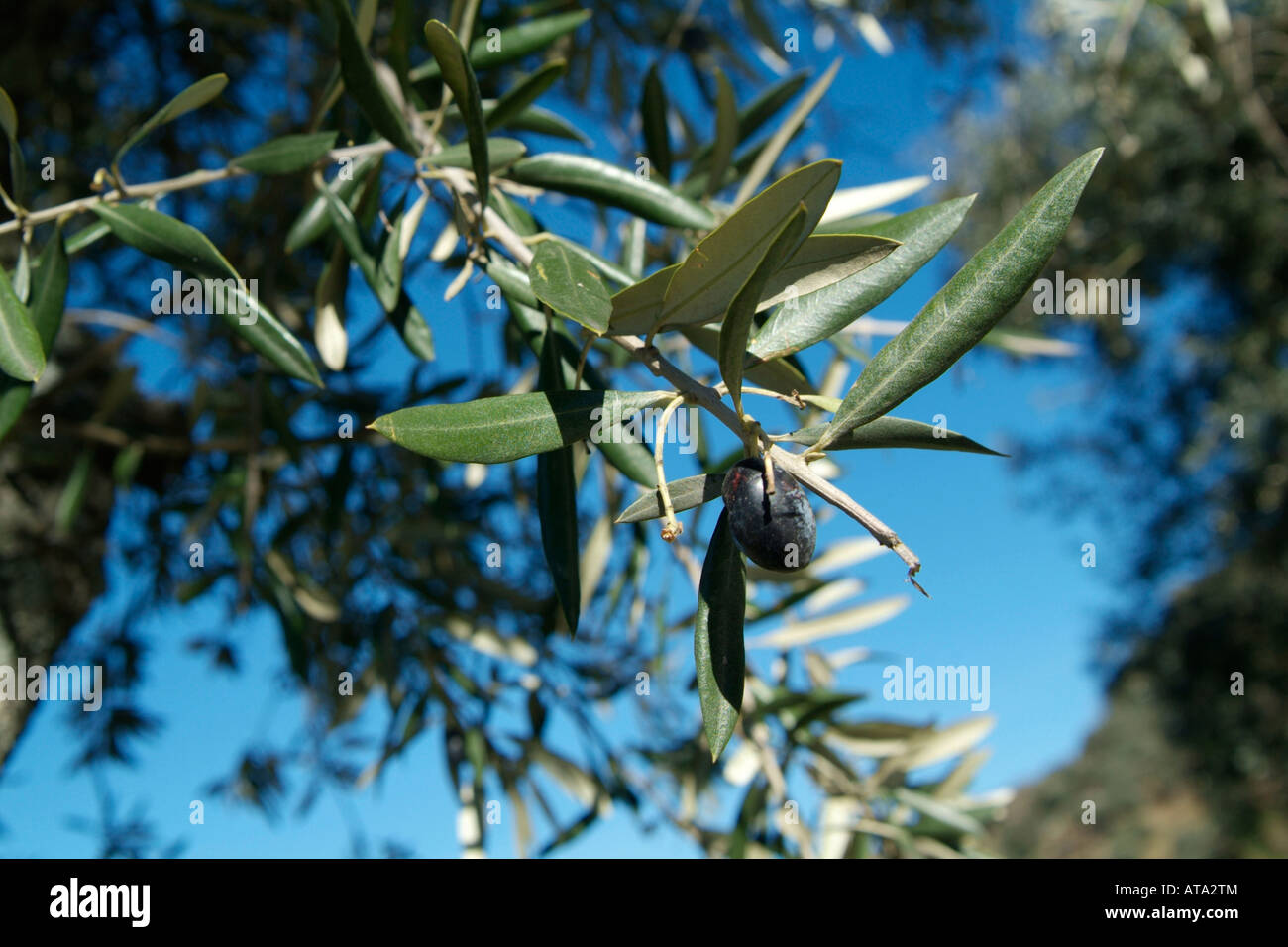 Olive tree detail Stock Photo - Alamy