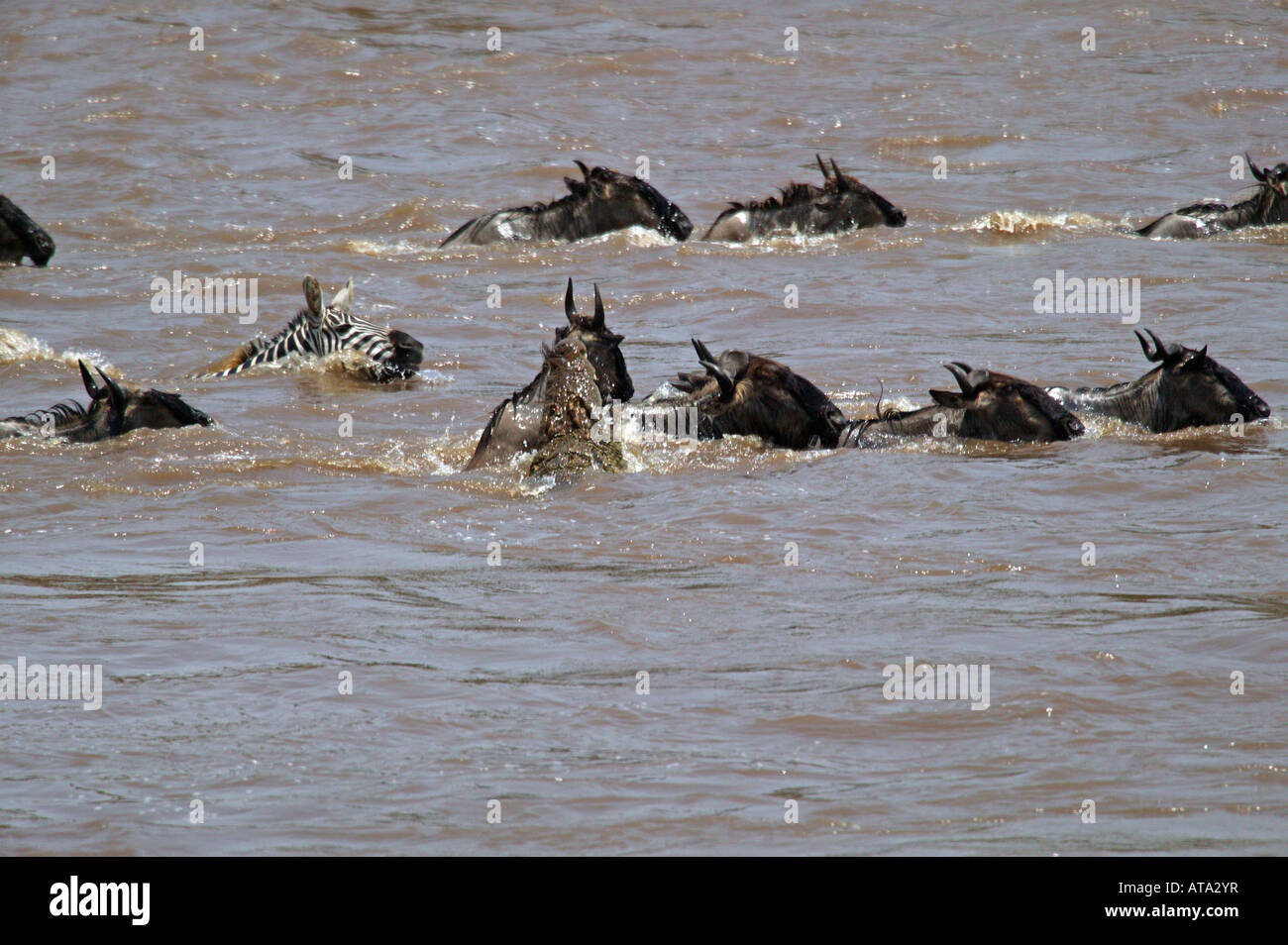Nile crocodile (Crocodylus niloticus) attacking wildebeest ...