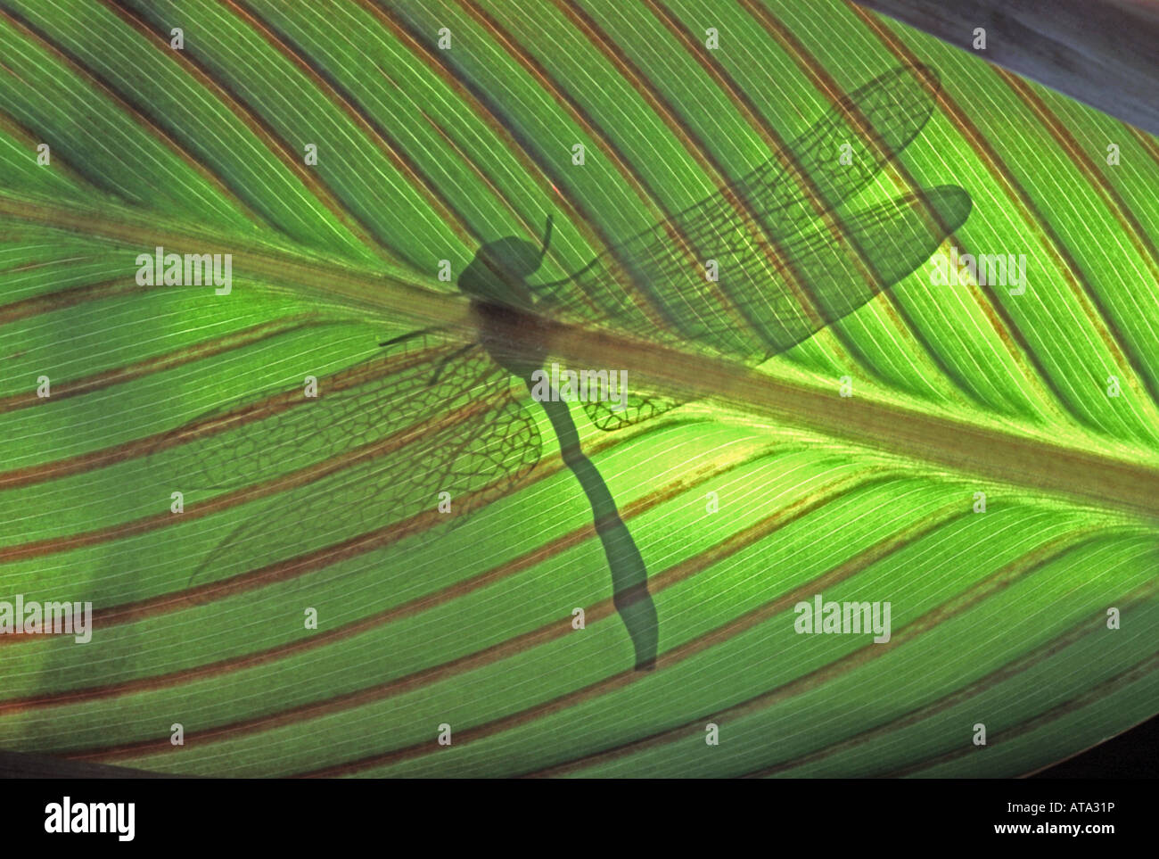 A resting dragonfly silhouetted against the light Stock Photo - Alamy