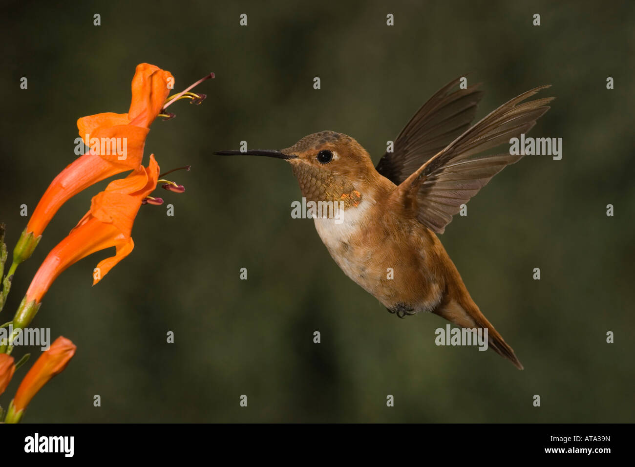 Hummingbird pollinating honeysuckle hi-res stock photography and images ...