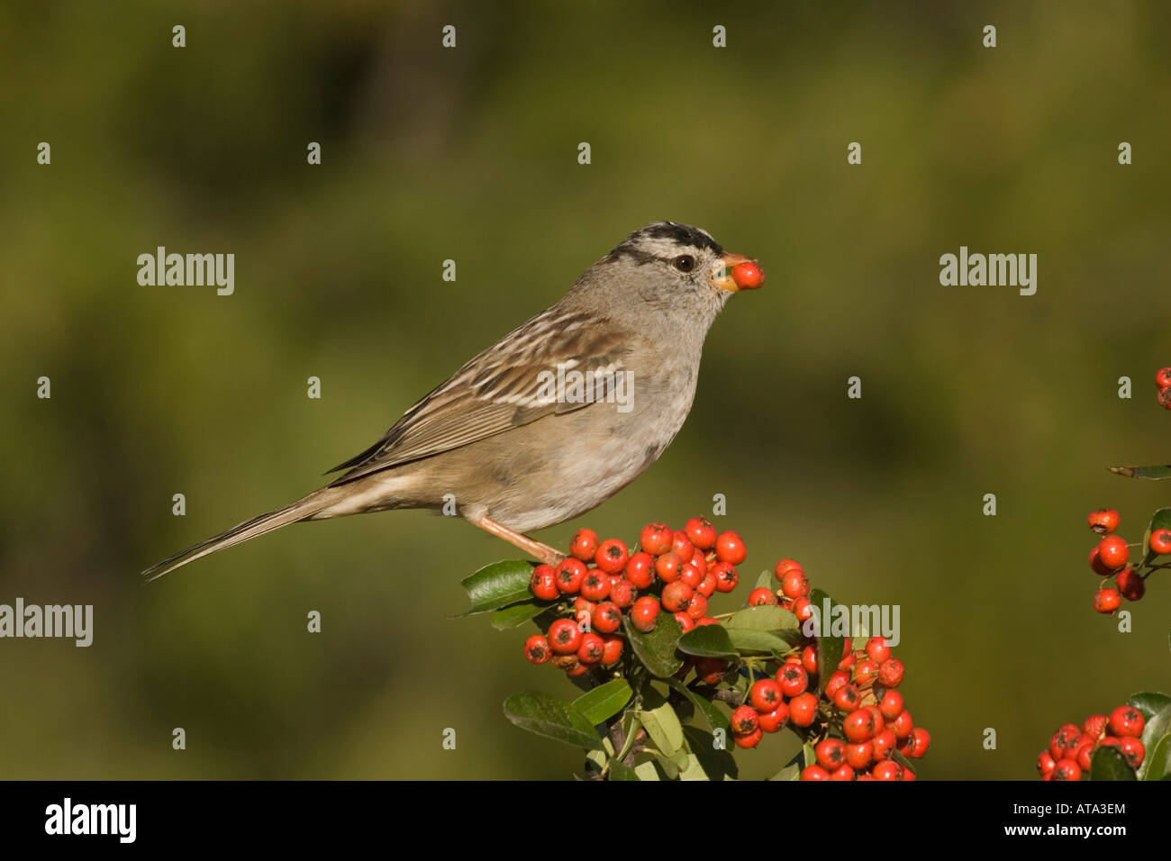 White-crowned Sparrow, Zonotrichia leucophrys, eating pyracantha berry ...