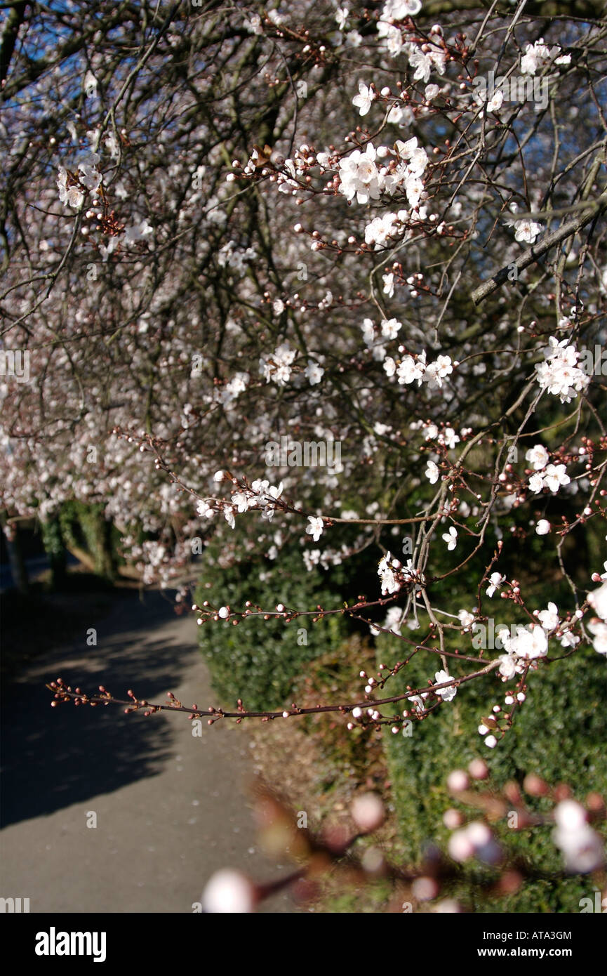 Flowering Winter Cherry Trees in Spring Walk Reigate Surrey Stock Photo ...