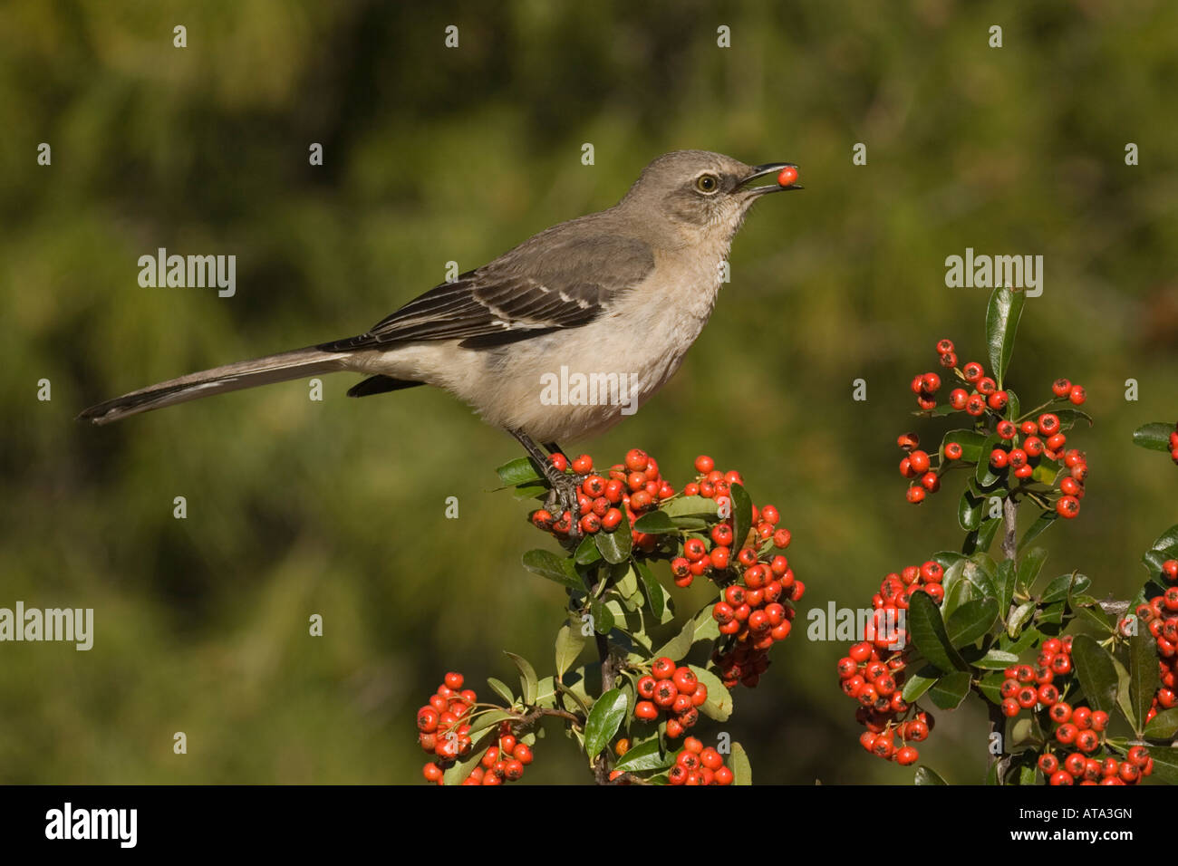 Northern Mockingbird, Mimus polyglottos, eating pyracantha berry Stock ...