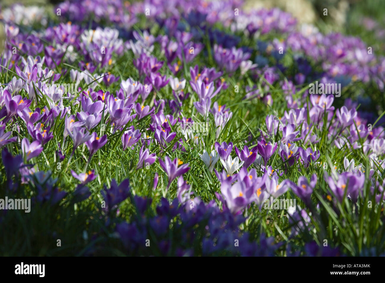 crocuses in the churchyard at st teath cornwall Stock Photo - Alamy