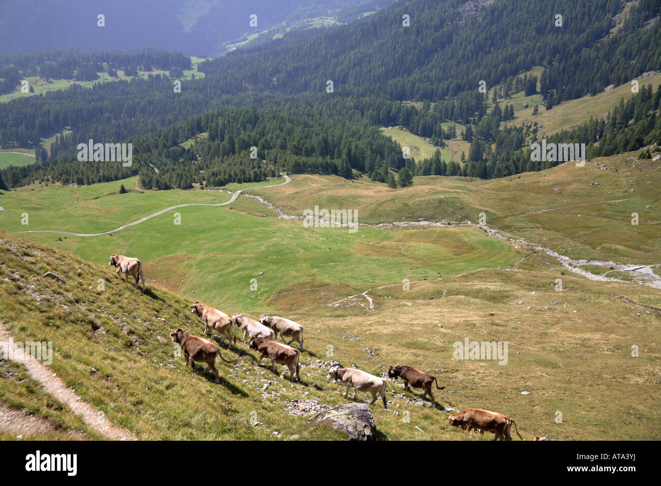 Cows pasturing at the swiss Alps, Switzerland Stock Photo - Alamy