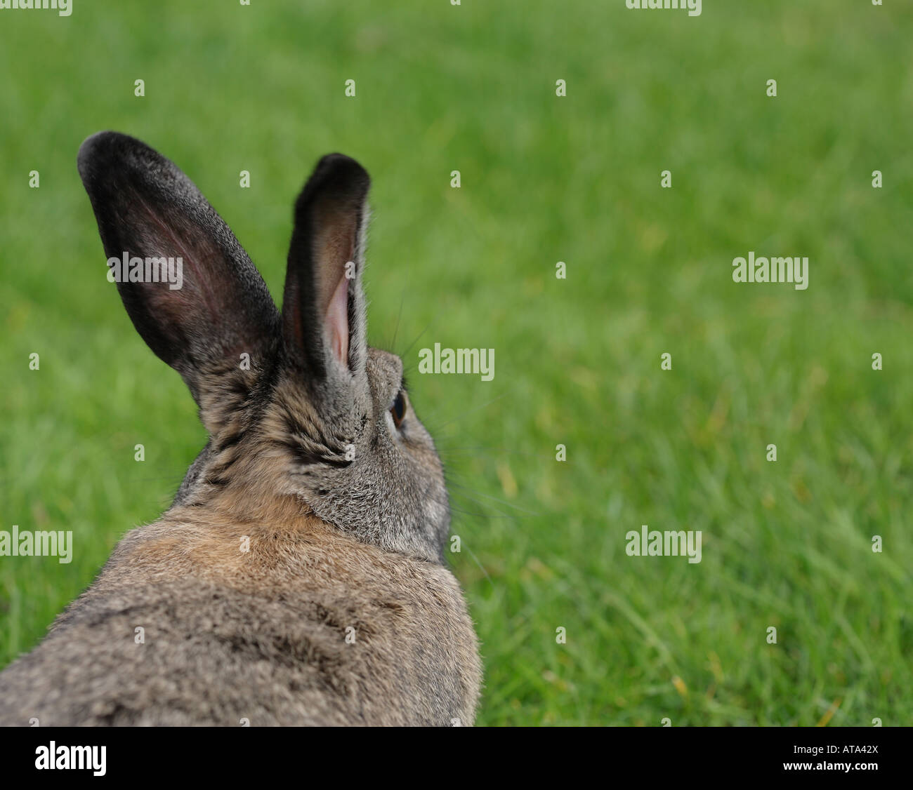 Looking for rabbits hi-res stock photography and images - Alamy