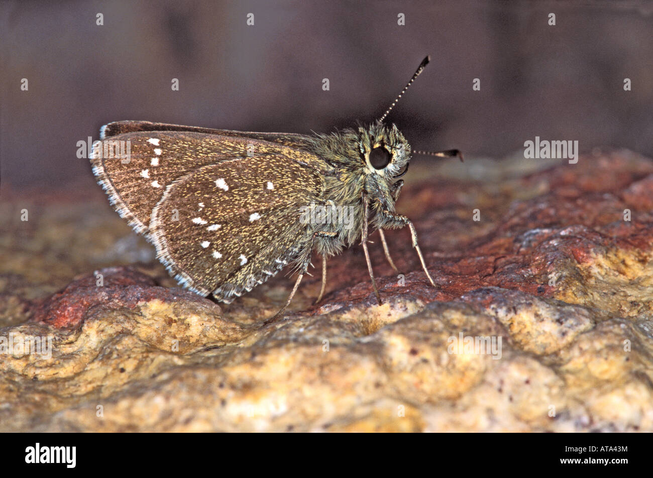 Elissa Roadside Skipper Amblyscirtes elissa Patagonia Arizona United ...