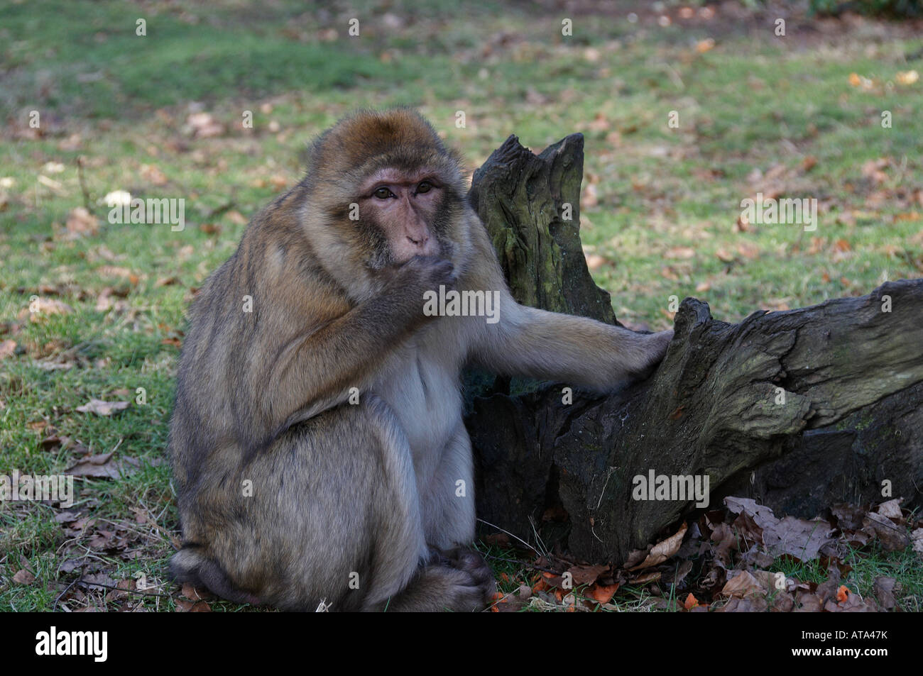 Barbary Macaque Monkey Stock Photo - Alamy