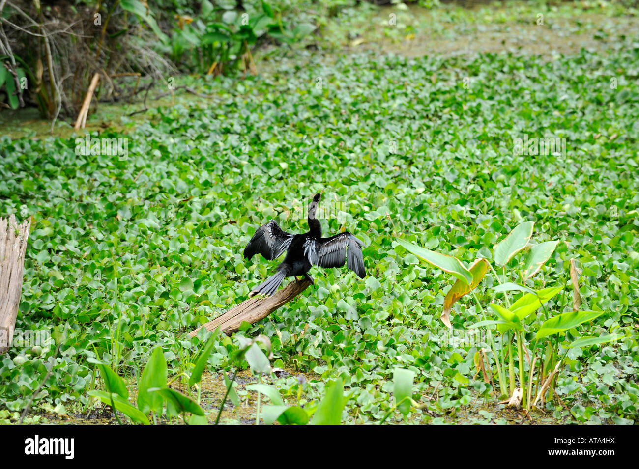 Lettuce lake park hi-res stock photography and images - Alamy