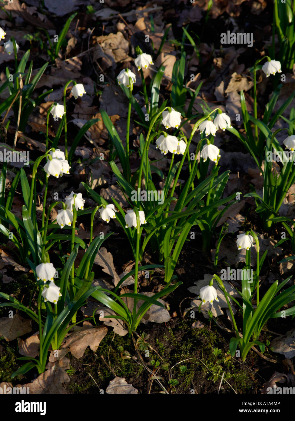Spring snowflake (Leucojum vernum Stock Photo - Alamy
