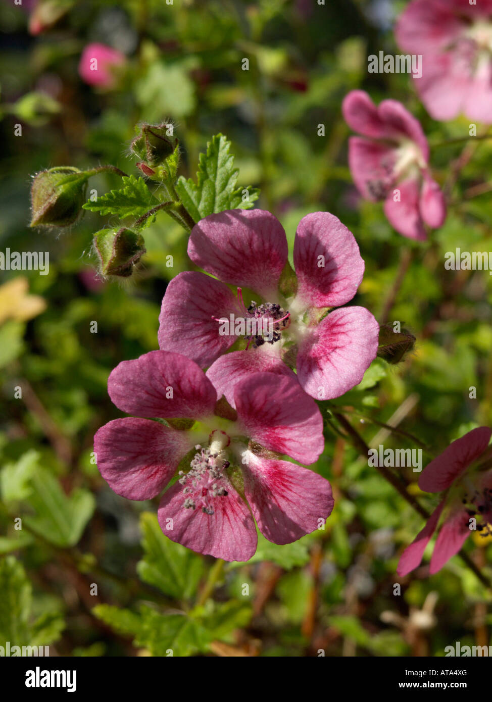 Cape mallow (Anisodontea capensis Stock Photo - Alamy
