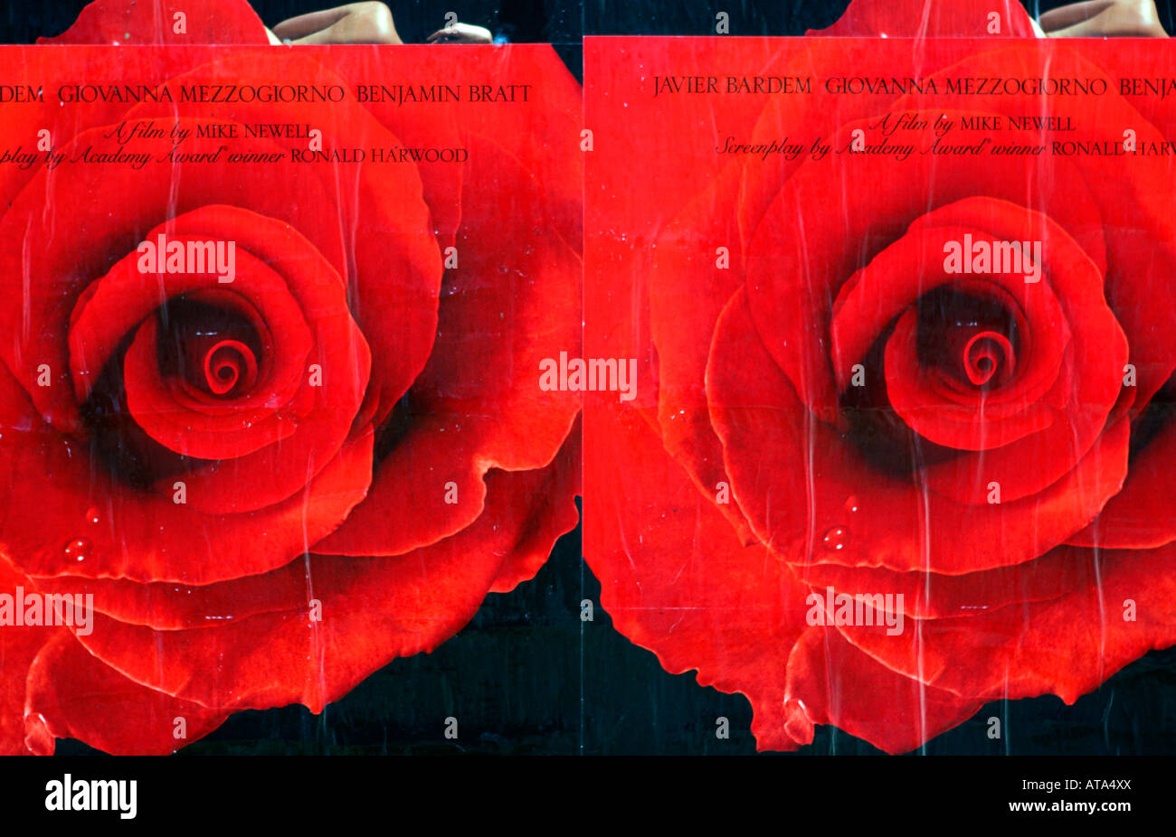 In New York City Rose red flowers Love at Time of Cholera movie poster ...