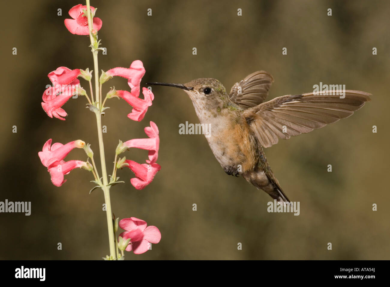 Calliope Hummingbird female, Stellula calliope, feeding at Penstemon ...